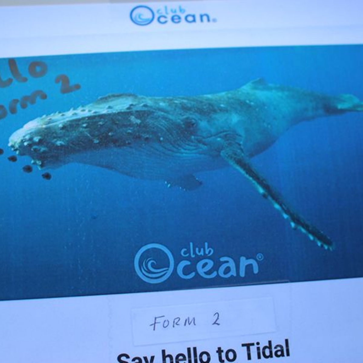 Russell House - Meet our whale friend, Tidal