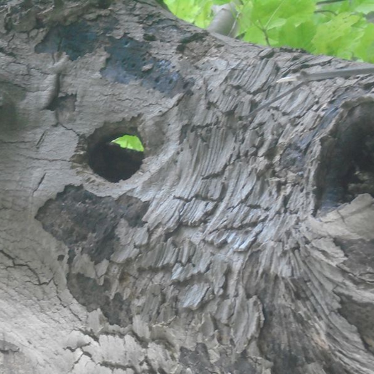 Russell House - A tree surgeon visit